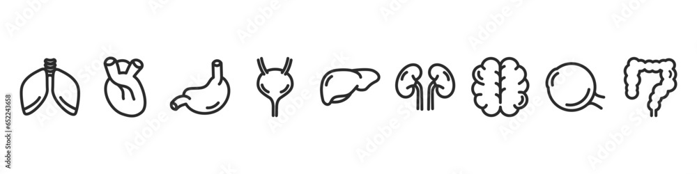 Human internal organs icon set. lungs, kidneys, brain, heart, liver ...