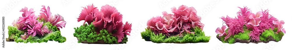 collection of green and pink aquatic algae moss plants isolated on a ...