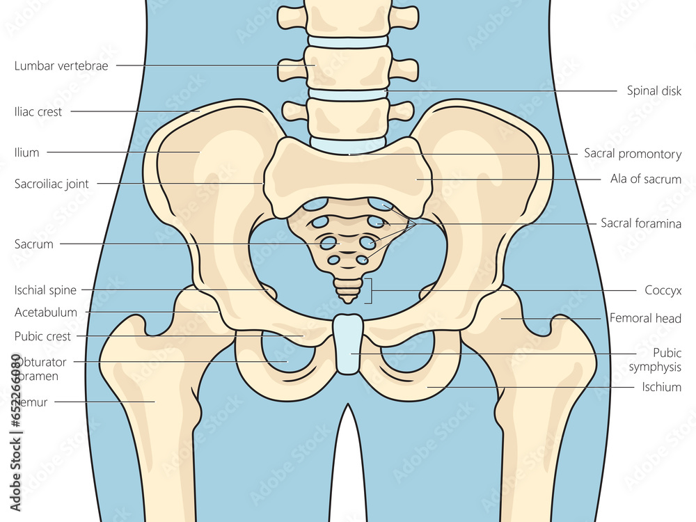 Pelvis bones structure scheme diagram schematic raster illustration ...
