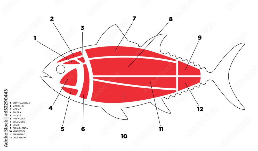 Tuna Cuts line diagram (ronqueo). Parts of tuna written in Spanish ...