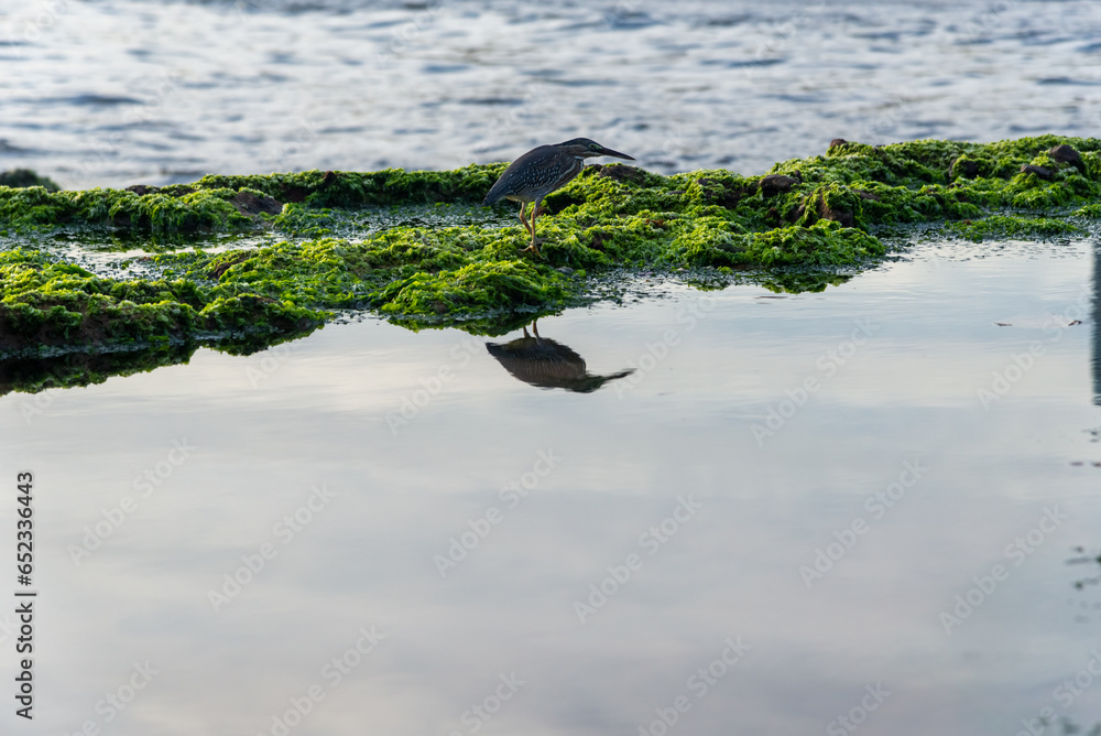 Bird punching on the beach rocks hunting fish. Preserved environment ...