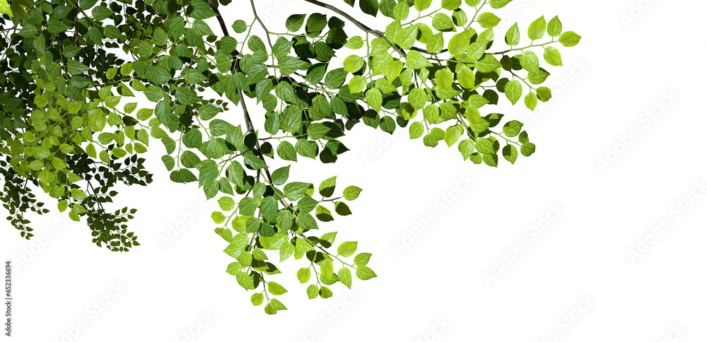 Greenery leaves trees layout corner cut-out transparent backgrounds 3d ...