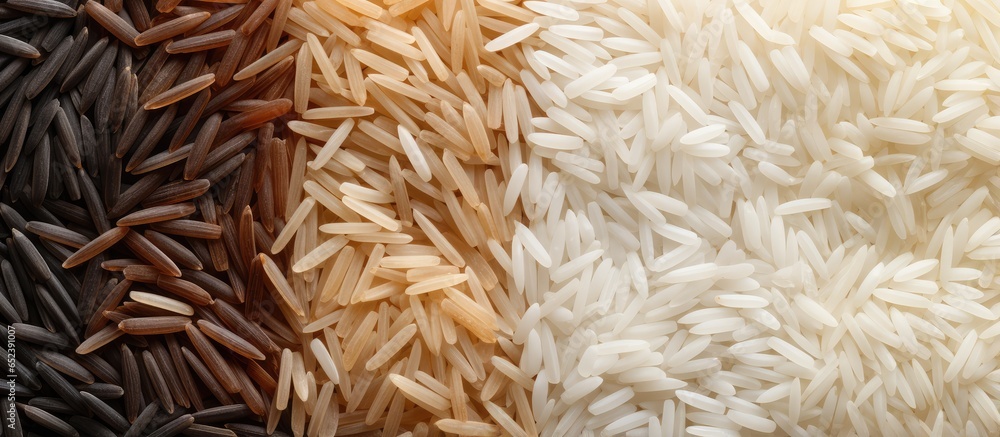 Basmati rice grain up close isolated pastel background Copy space Stock ...
