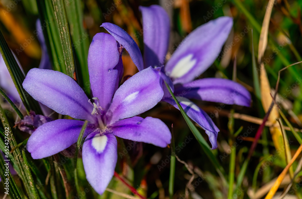 Foto de Pretty dwarf perennial. A close up of a Babiana, also known as ...