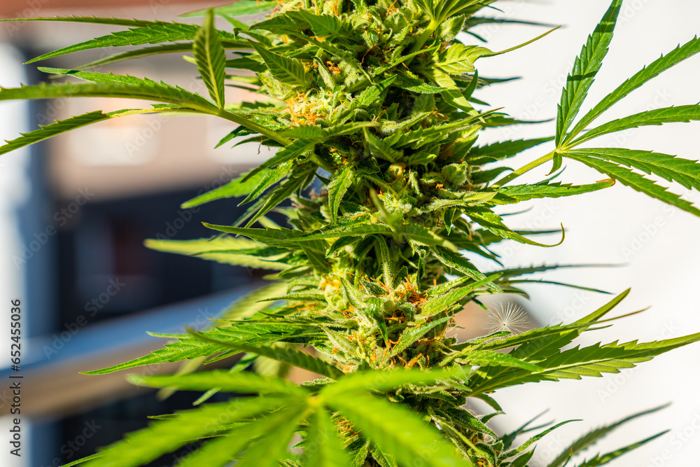 Marijuana buds surrounded by leaves. The medicinal cannabis plant seen ... Marijuana buds surrounded by leaves. The medicinal cannabis plant seen ...