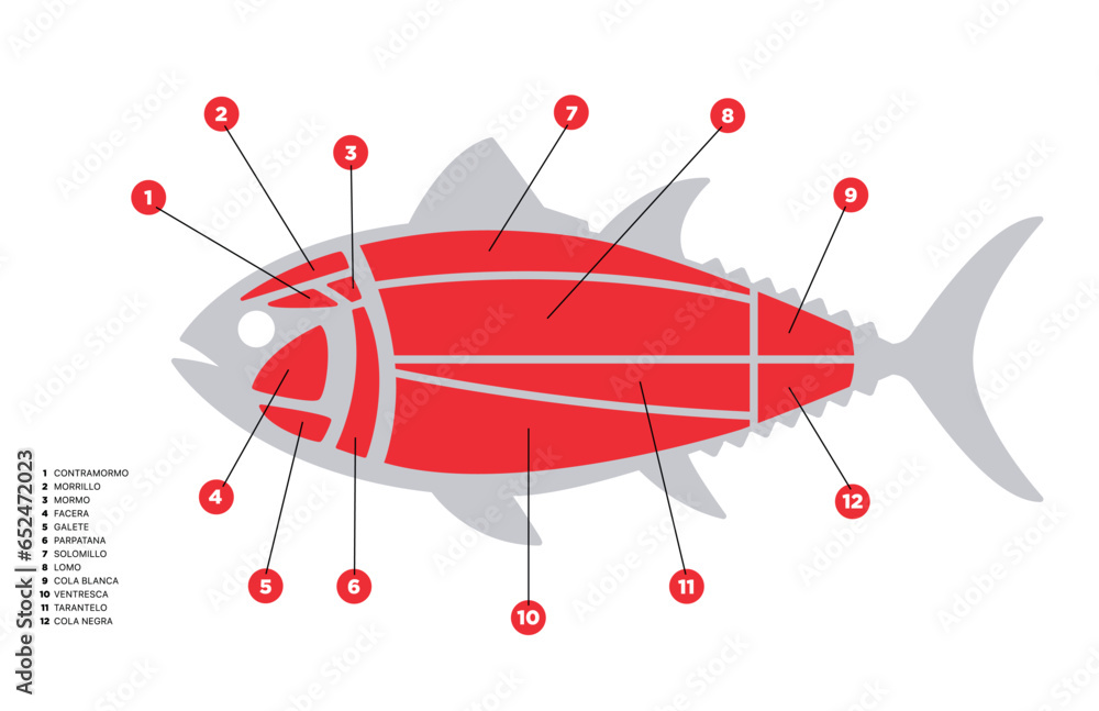 Simple Tuna Cuts diagram (ronqueo). Parts of tuna written in Spanish ...