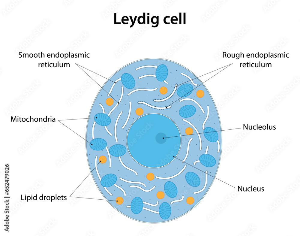 Leydig Cell The Cell Of The Testes That Produce Testosterone Labelled