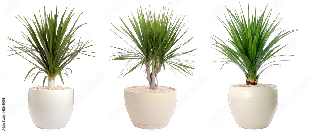Tropical house yucca plant in modern pot or vase isolated on ...