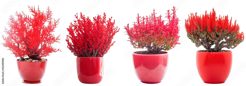 Tropical house red coral plant in modern pot or vase isolated on ...