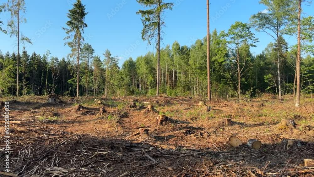 Deforestation forest and Illegal logging. Forest destruction and ...