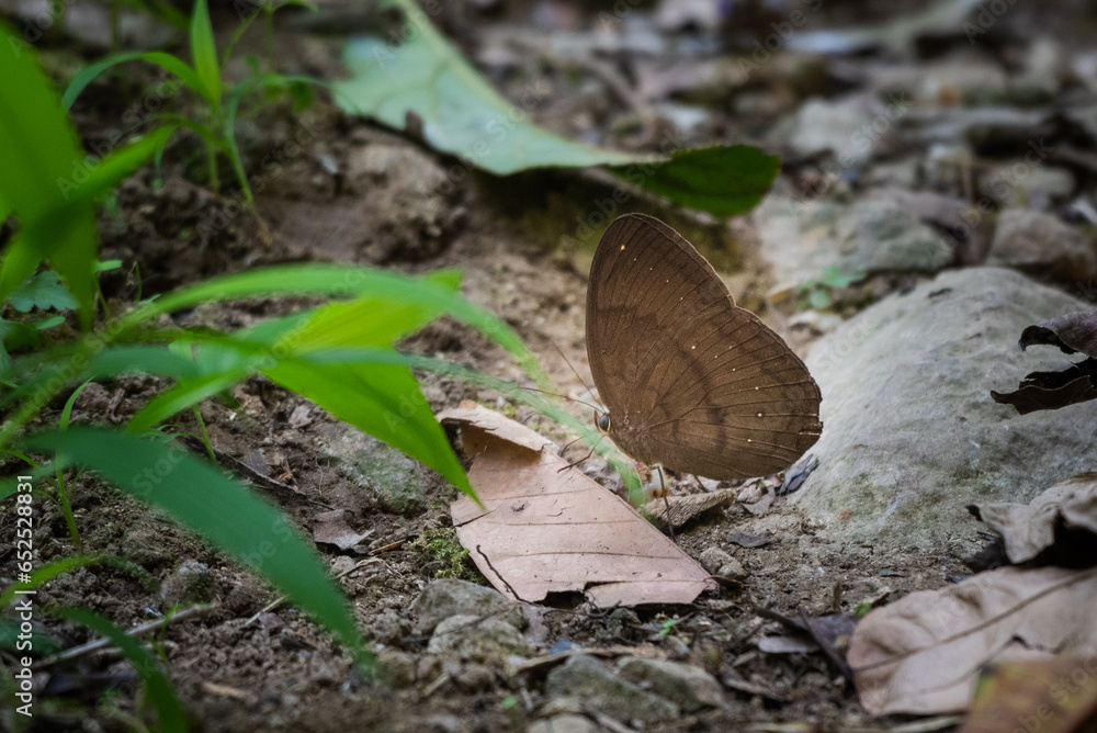 Faunis Canens The Common Faun Is A Butterfly From Indonesia That Belongs To The Morphinae A
