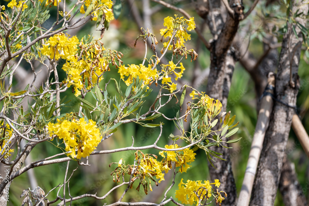 Photo & Art Print Handroanthus chrysanthus, araguaney, or Tabebuia ...