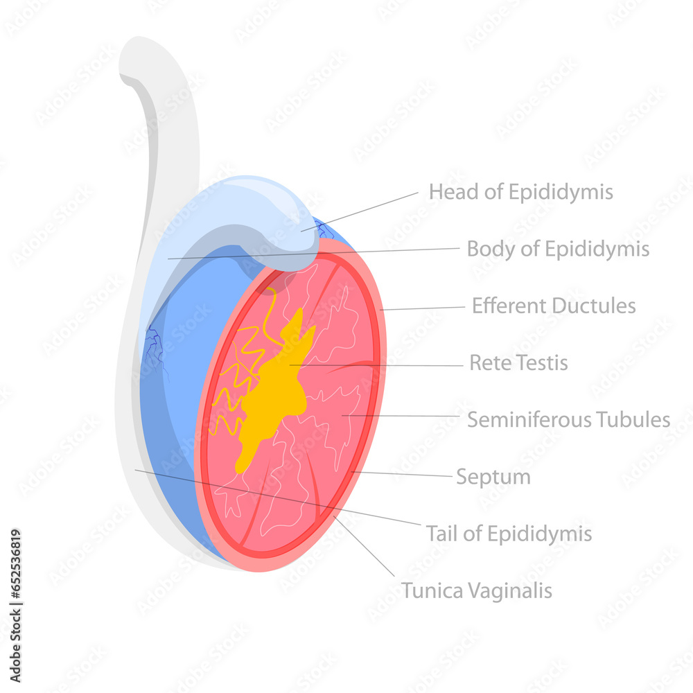 3D Isometric Flat Conceptual Illustration of Testicle Anatomy, Male ...