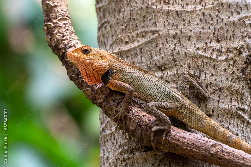 Calotes versicolor, The oriental garden lizard, eastern garden lizard ...
