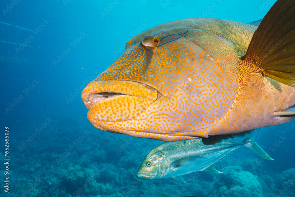 Cheilinus undulatus, maori wrasse humphead fish in australia Stock ...