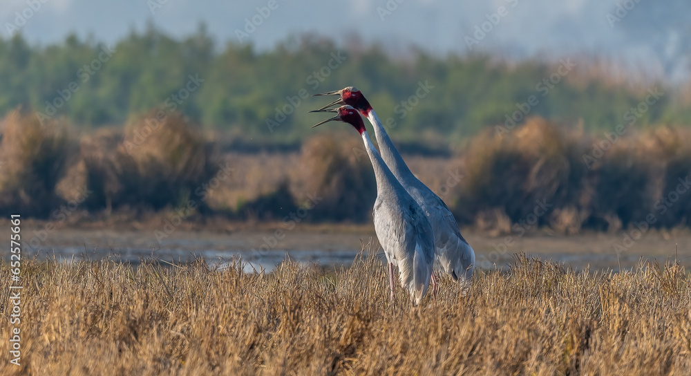 Sarus Cranes Tallest Flying birds of the world Stock Photo | Adobe Stock