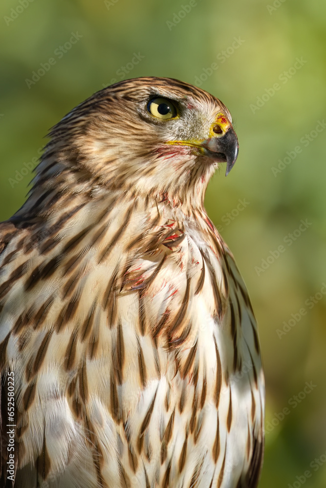 Side view, close up, sunlit Cooper's Hawk portrait showing bird of prey ...