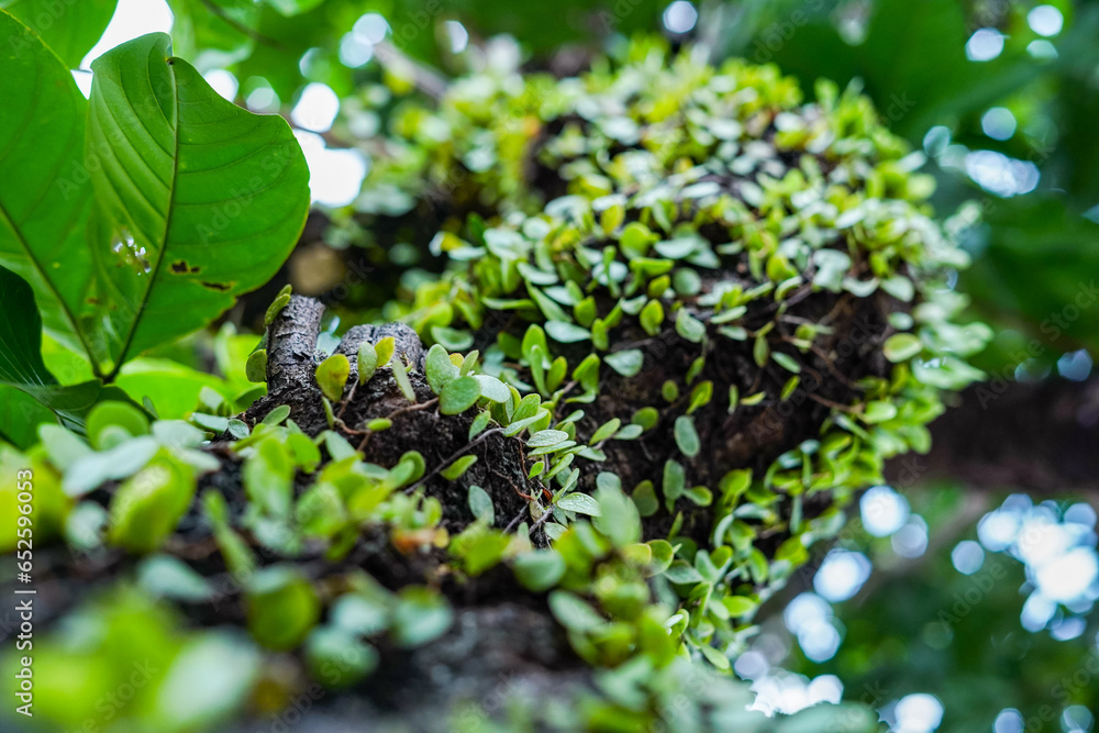 pyrrosia plant on tree, parasitic plant on tree, moss plants attached ...