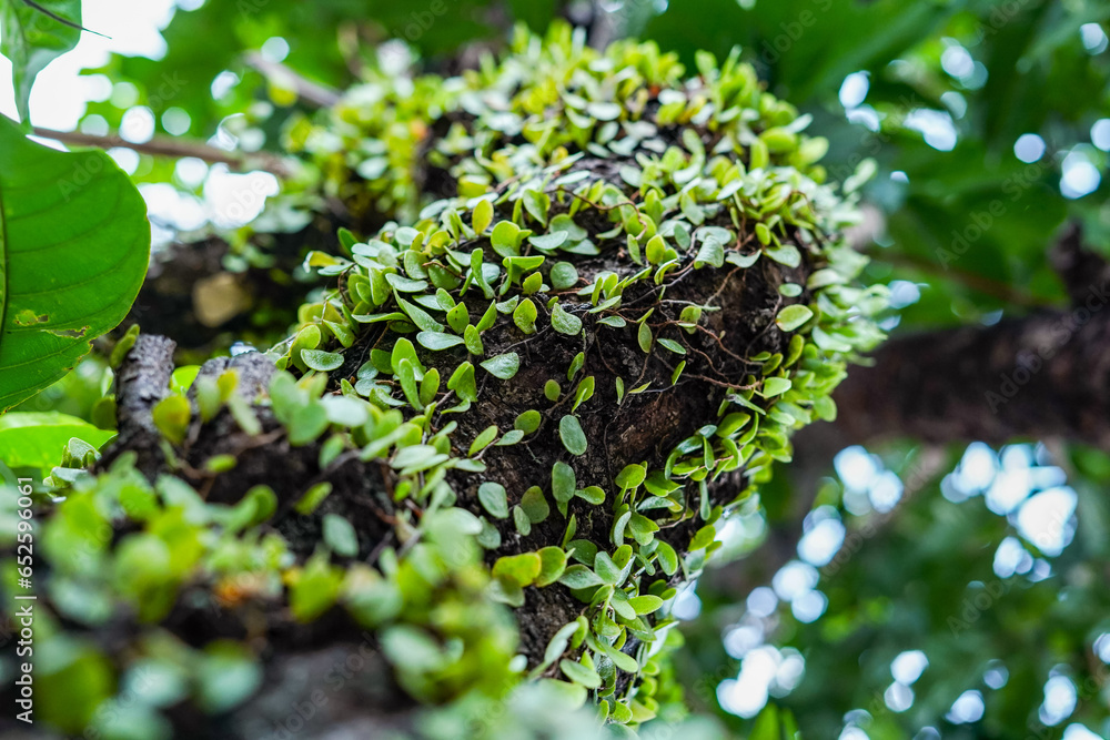pyrrosia plant on tree, parasitic plant on tree, moss plants attached ...