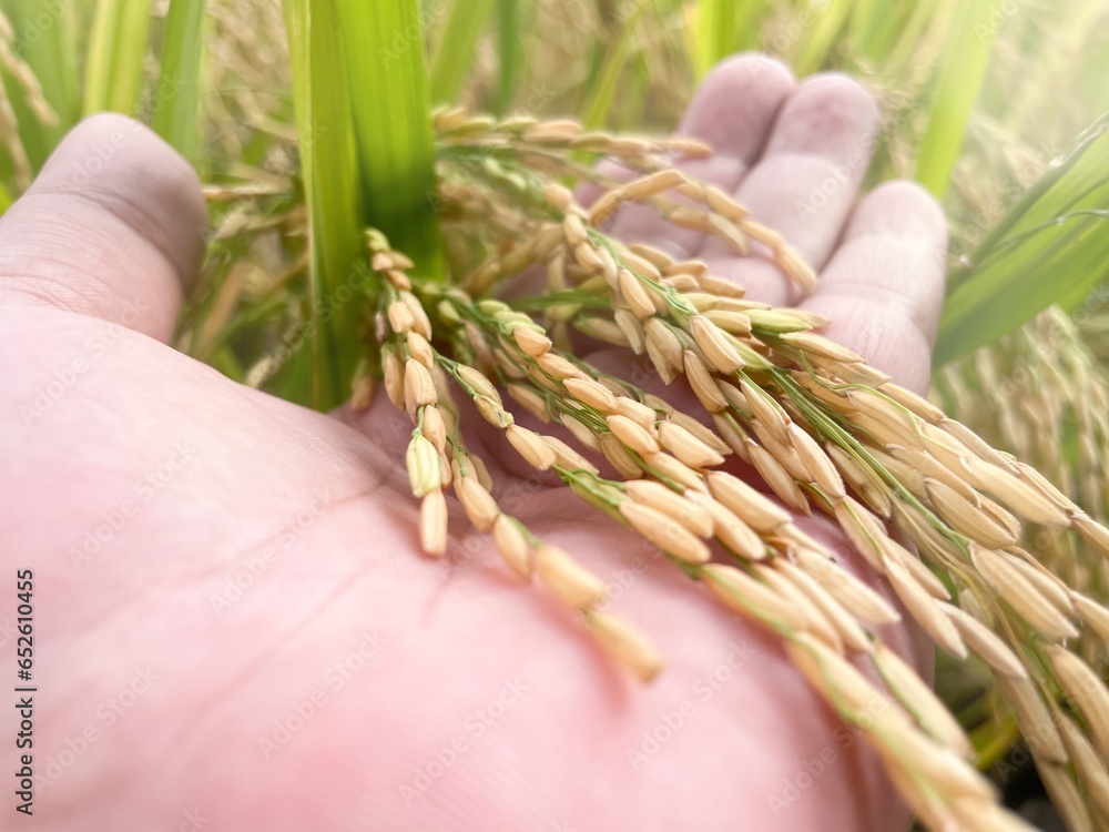 Touch the yellow rice grains with your hands as the sun shines in the ...