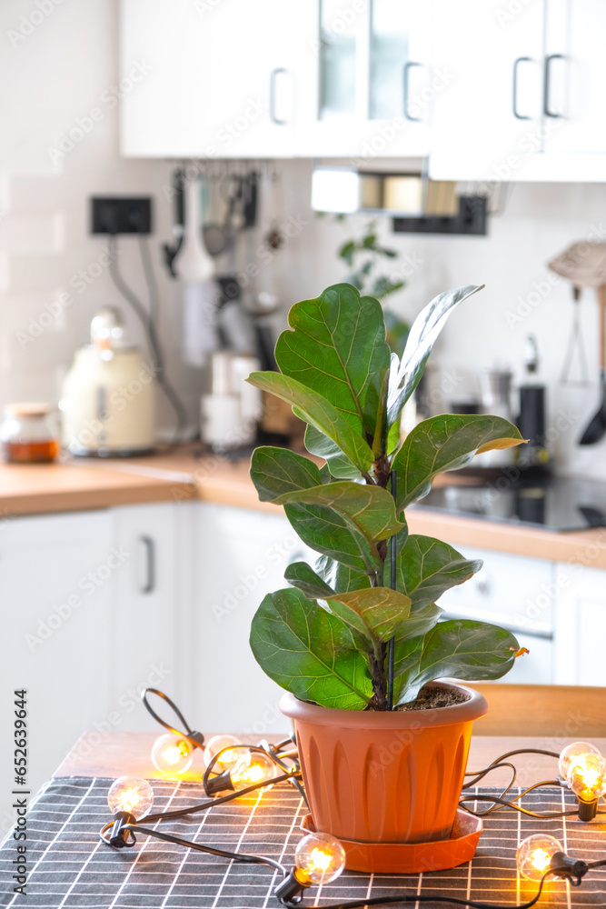 Ficus lirata in a pot in the interior of the house in the kitchen ...