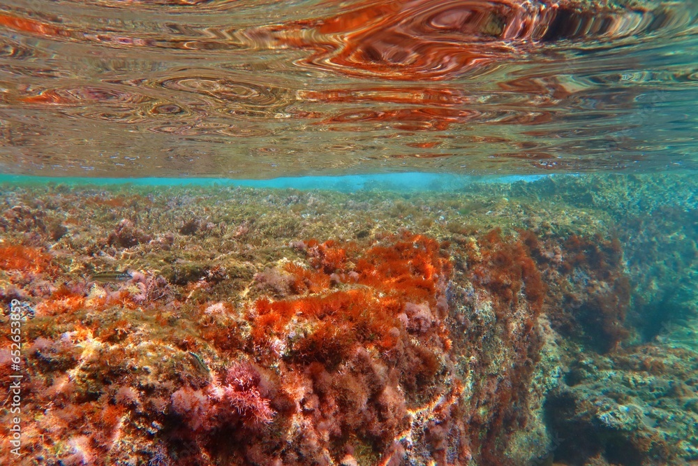 Colorful seascape in the shallow water with waves, swimming fish ...
