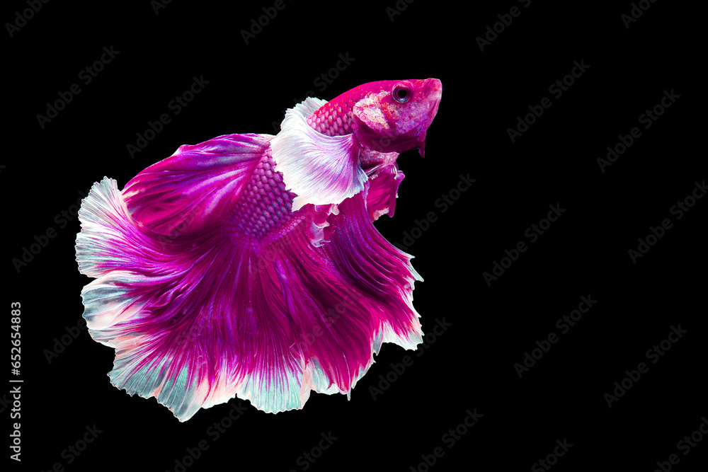 Pink betta fish "Fancy Halfmoon Betta" The moving moment beautiful of ...