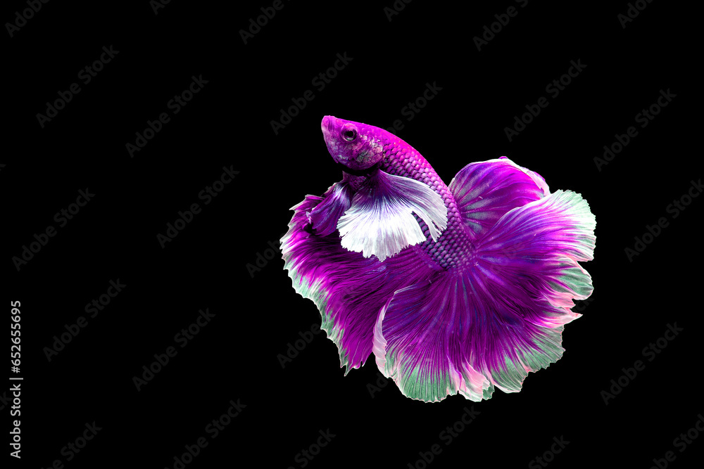 Pink betta fish "Fancy Halfmoon Betta" The moving moment beautiful of ...