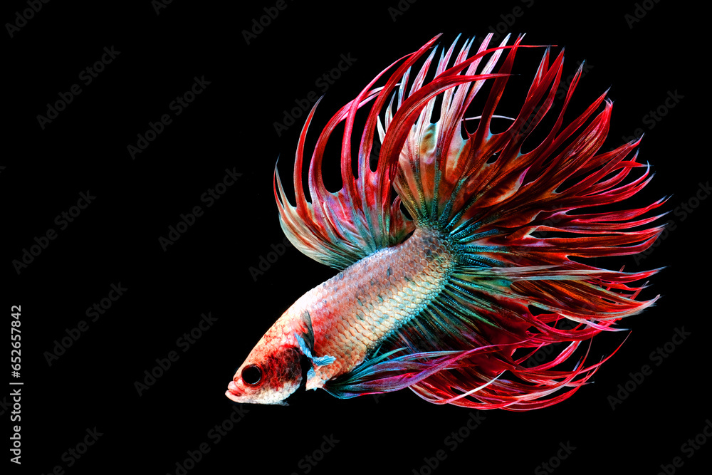 Pink betta fish "Fancy Halfmoon Betta" The moving moment beautiful of ...