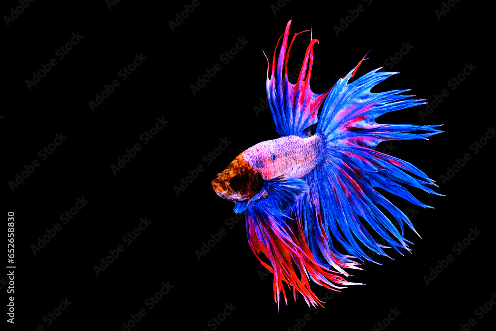 Pink betta fish "Fancy Halfmoon Betta" The moving moment beautiful of ...