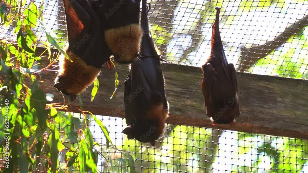 Close up shot of native Australian bat species, little red flying fox ...