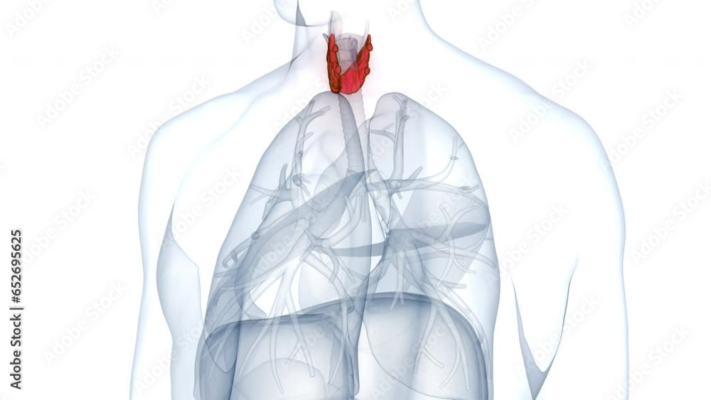 Human Body Glands Thyroid Gland Anatomy Animation Concept Stock Video ...