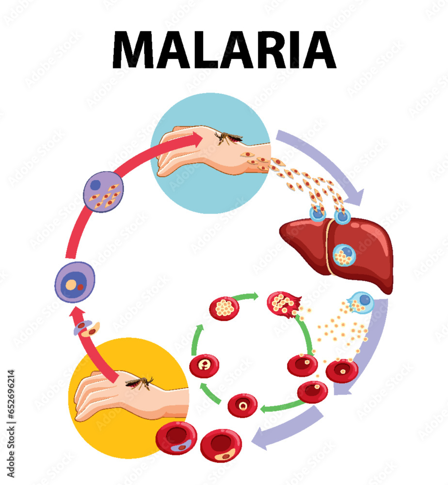 Life Cycle of Malaria Parasite: A Visual Guide Stock Vector | Adobe Stock
