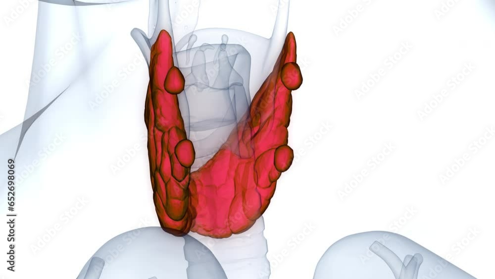 Human Body Glands Thyroid Gland Anatomy Animation Concept vídeo de ...