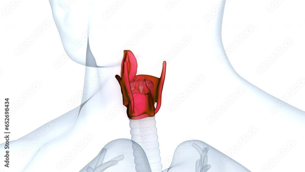 Human Respiratory System Larynx and Pharynx Anatomy Animation Concept ...