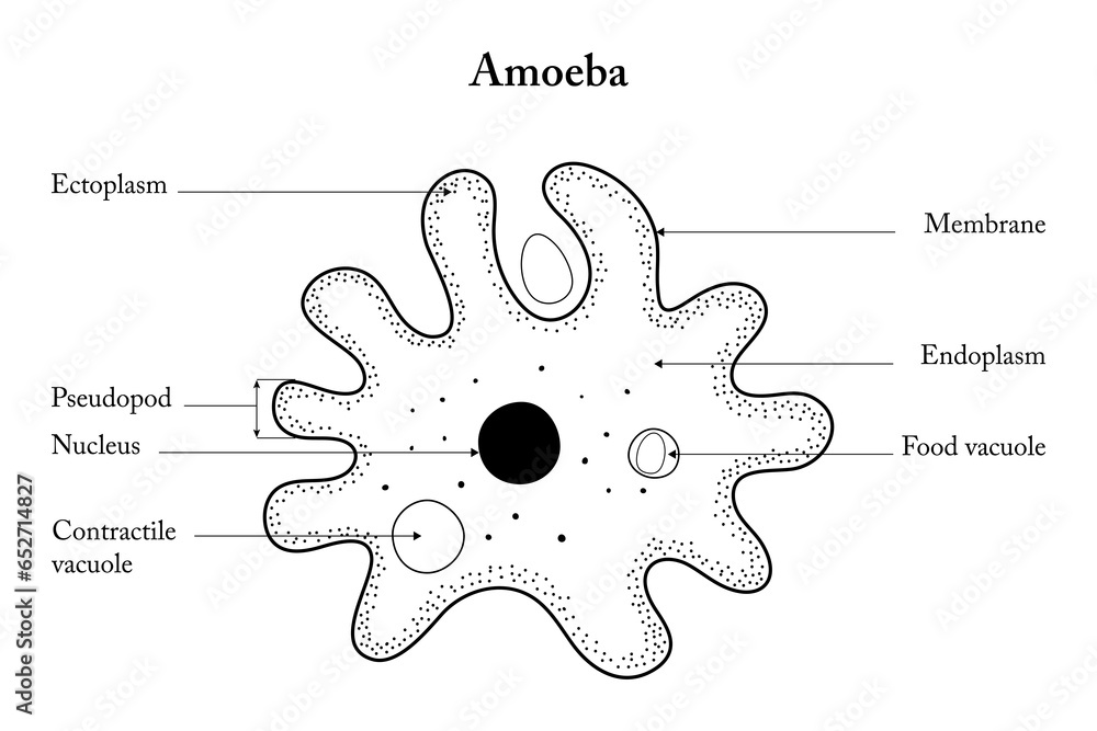 Anatomy of an Amoeba. Amoeba on a white background. Stock Illustration ...