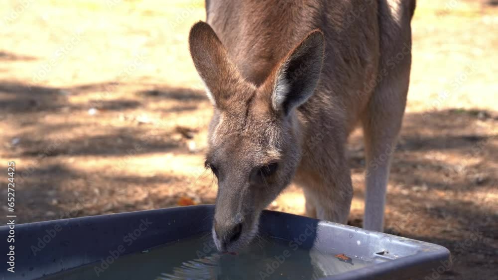 Close up shot of Australian indigenous animal species, a cute thirsty ...