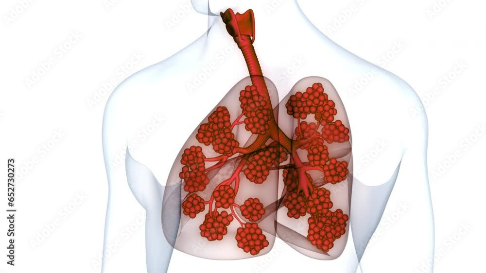 Human Respiratory System Lungs with Alveoli Anatomy Animation Concept ...