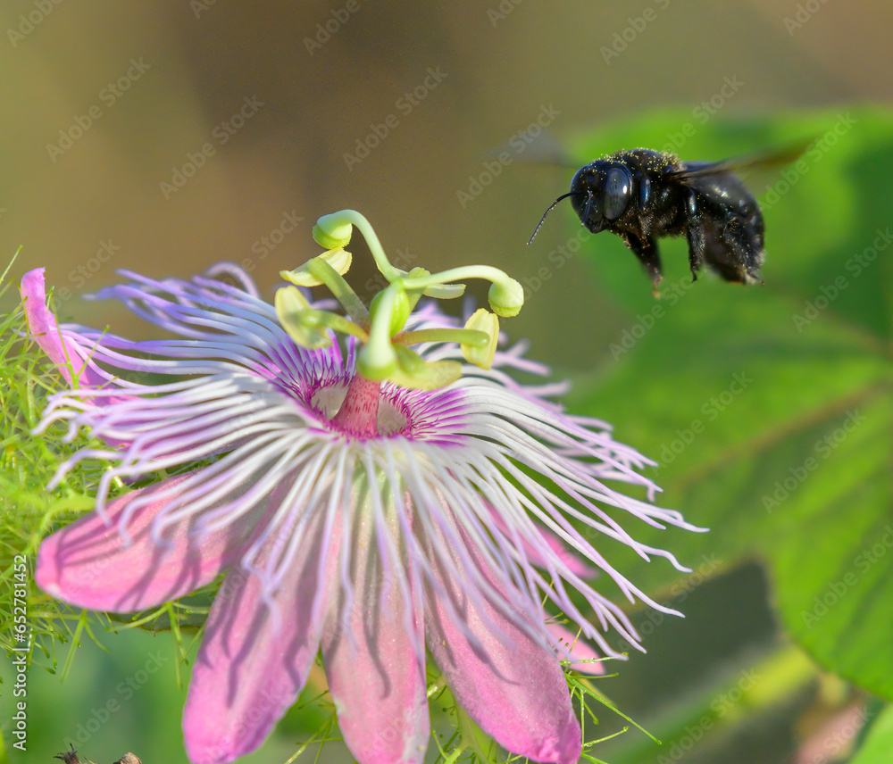 Female southern carpenter bee (Xylocopa micans) approaching flower of ...
