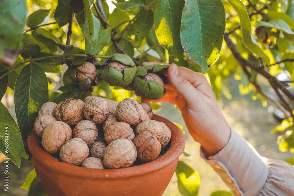 Walnut tree with big nuts in green shell close up, harvesting time ...