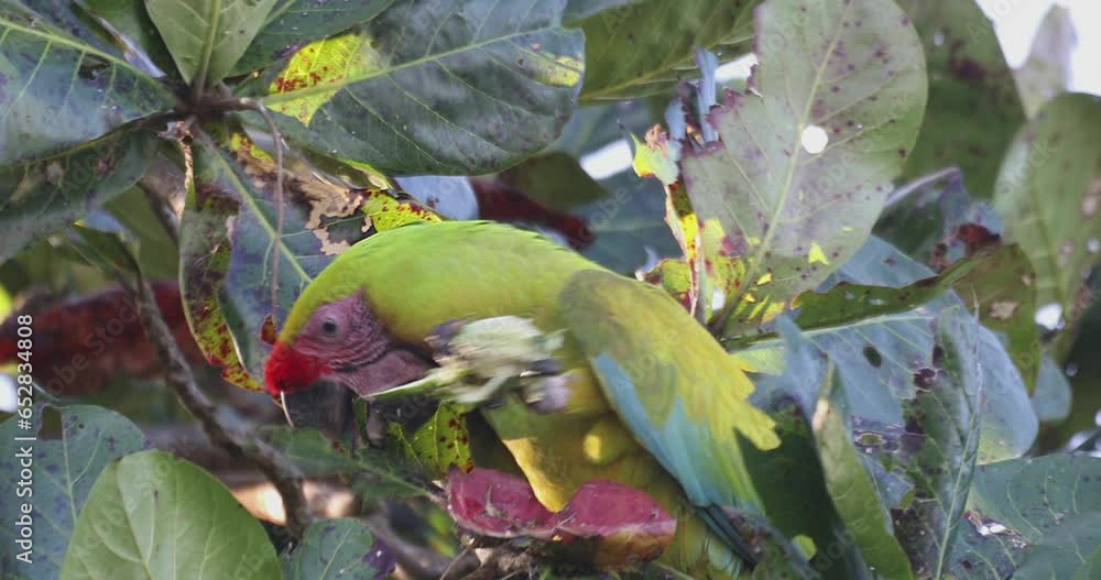 Vidéo Stock Great green macaw (Ara ambiguus), also known as Buffon s ...