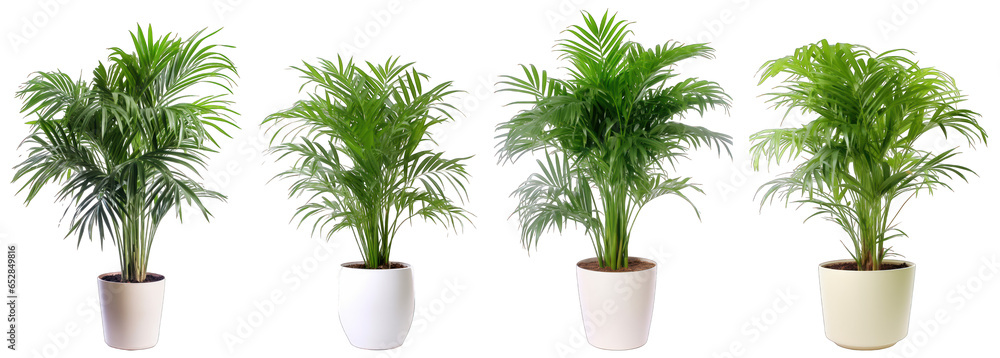 Tropical house parlor parlm plant in modern pot or vase isolated on ...