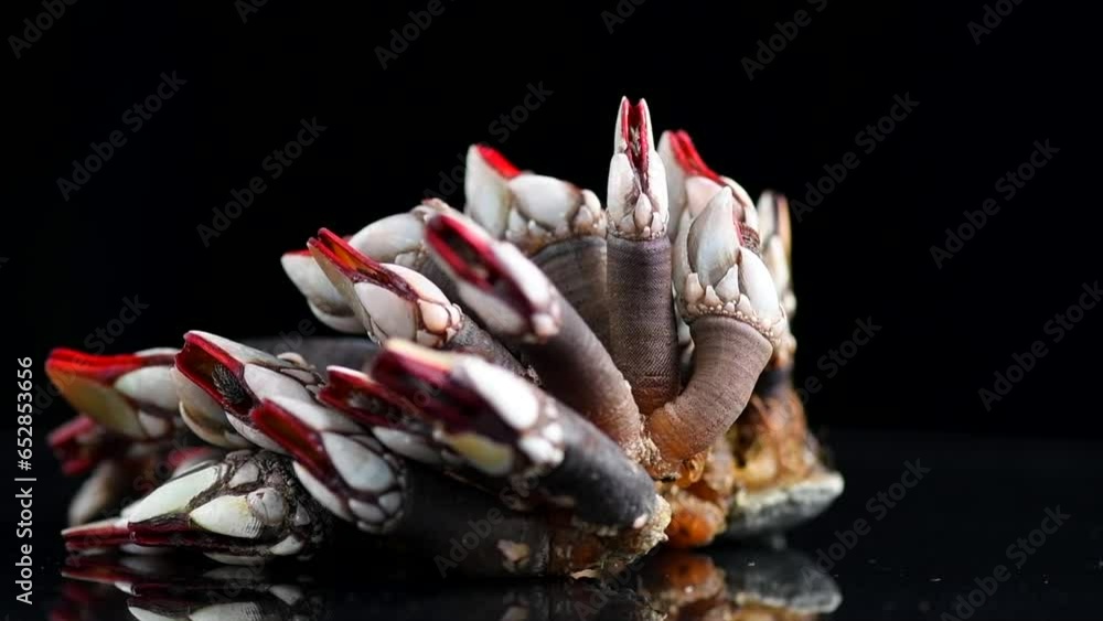 Video Stock Barnacles, goose neck barnacle, percebes, gallician ...
