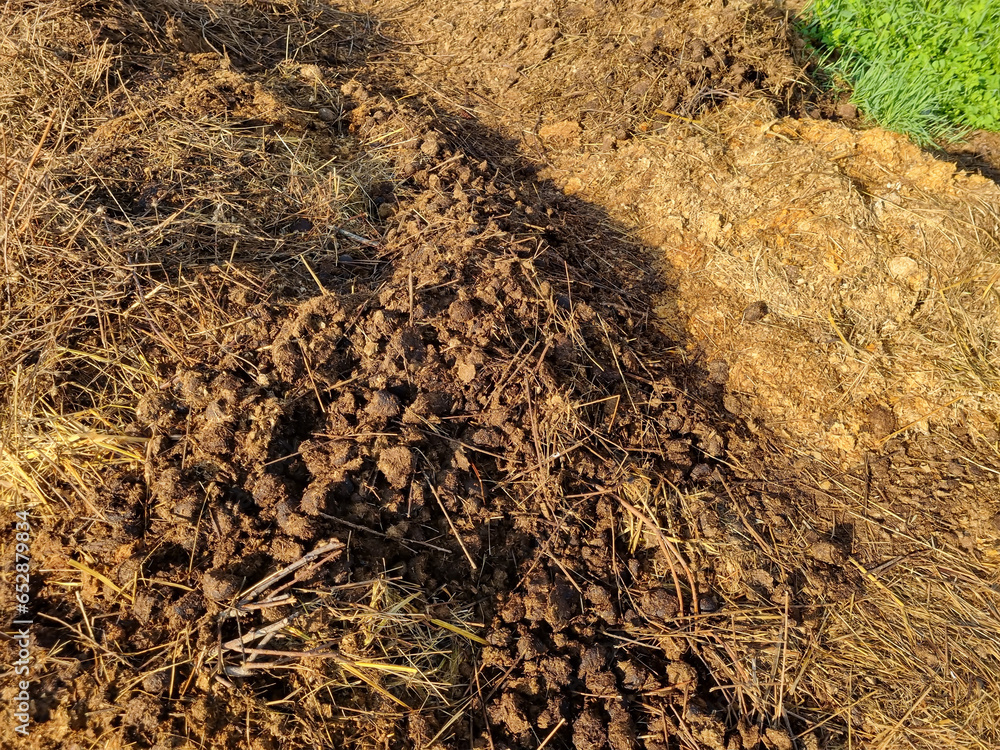 Ecological farming. Horse manure on straw, illuminated by the morning ...