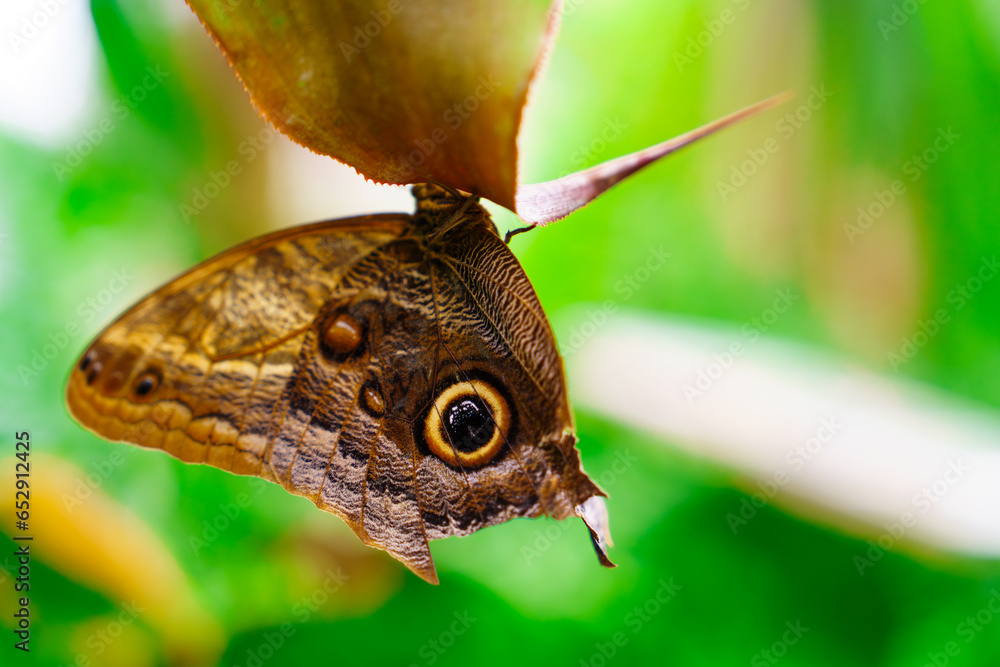 Eyes of the Tropics: Caligo Atreus Butterfly with Unique Wing Patterns ...