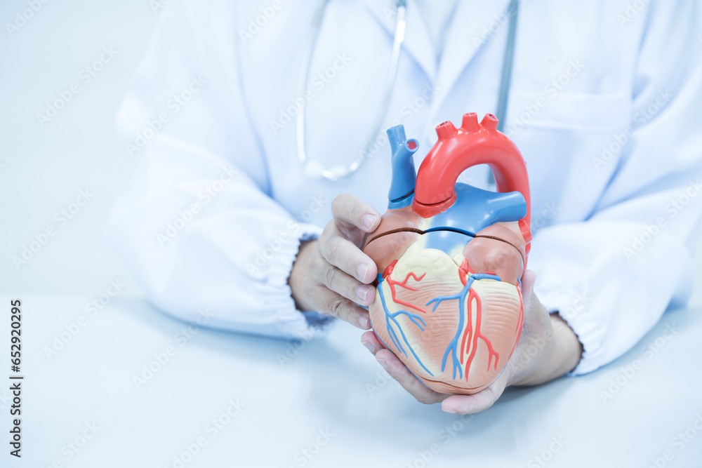 Cardiologist showing anatomy model human heart on white background ...