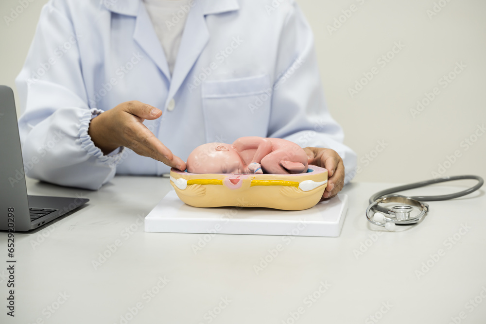 Gynecologist hand pointing anatomy baby model on white background ...