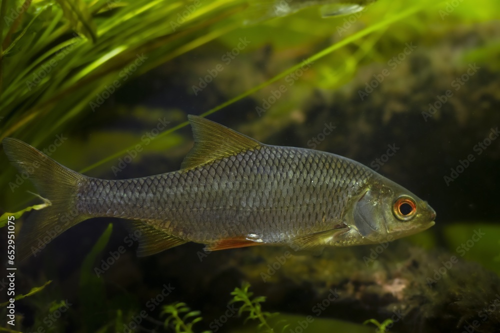 common roach, captive wild freshwater fish side view, biotope European ...