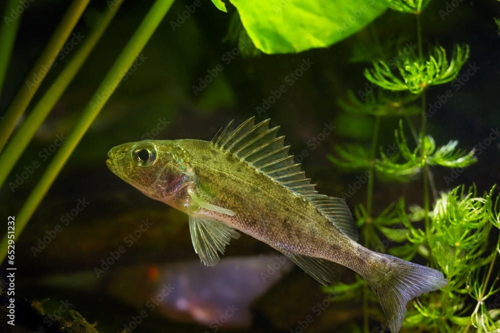 aggressive captive Eurasian ruffe, dominant wild freshwater fish ...