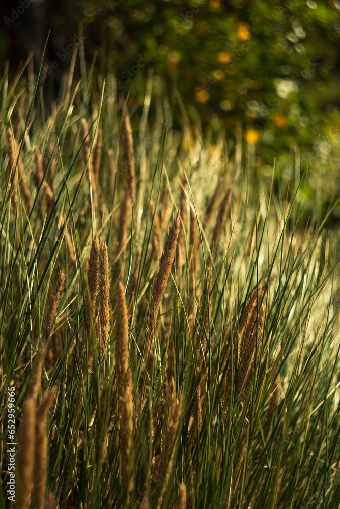 Kępa nadmorskiej trawy Stock Photo | Adobe Stock